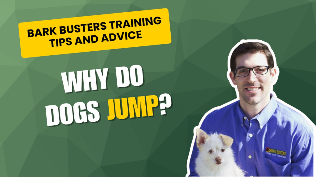 How to Stop Your Dog from Jumping | Bark Busters