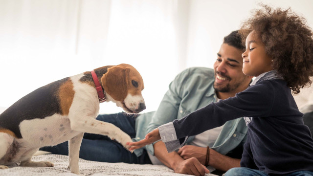 Home Dog Training | Private In-Home Dog Training | Bark Busters