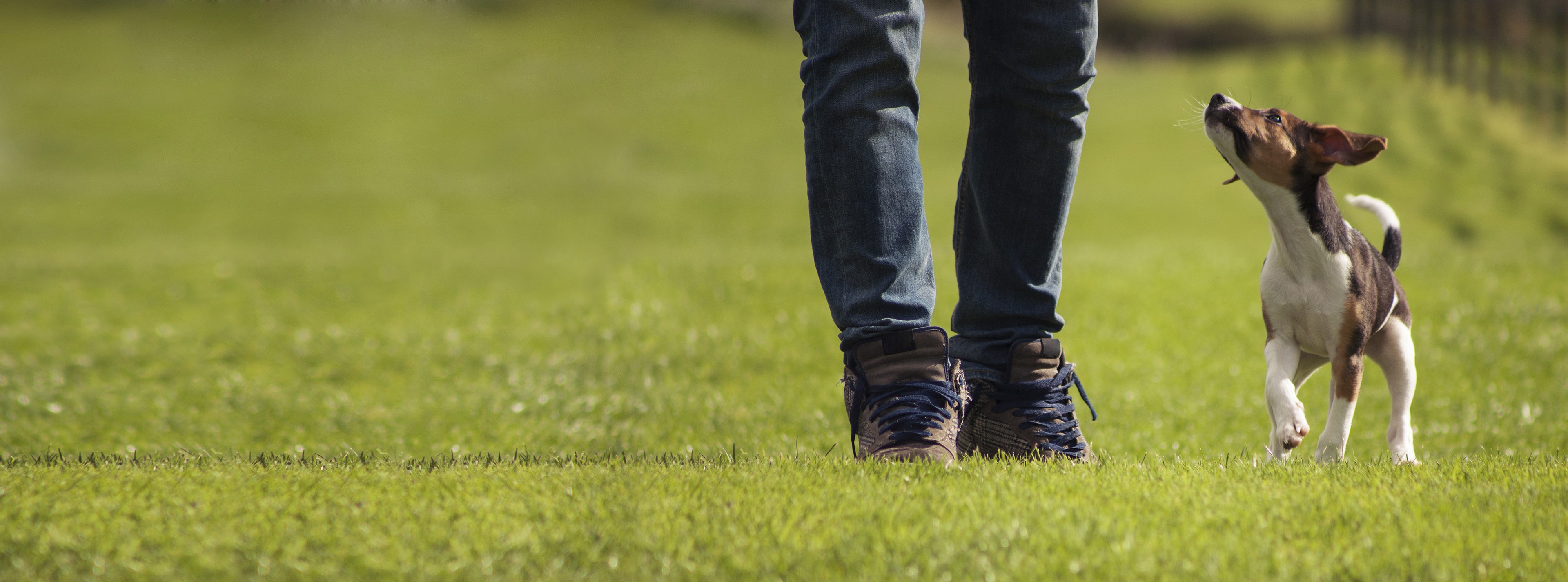Dog Training in Omaha, Lincoln, Bellevue, Nebraska