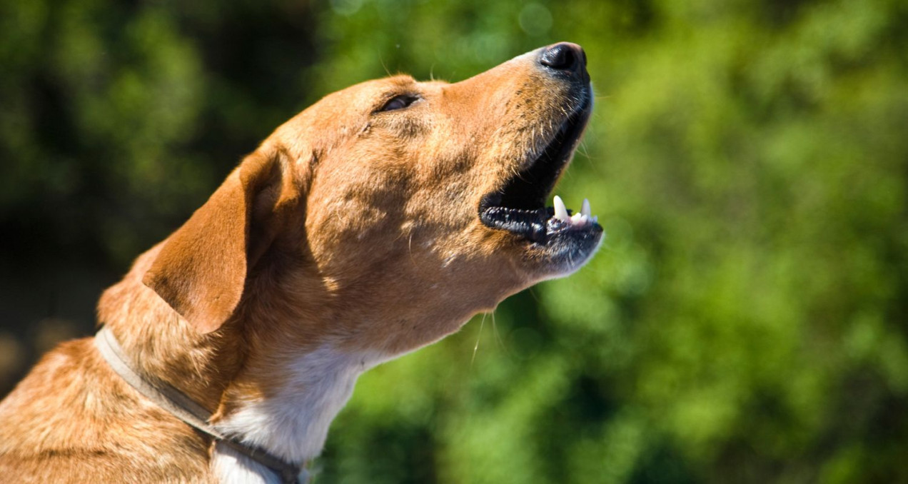 Bark Dog Training Services | Train Dog Not to Bark | Bark Busters