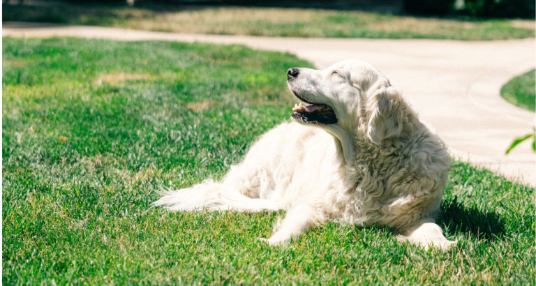 Bark Dog Training Services | Train Dog Not to Bark | Bark Busters