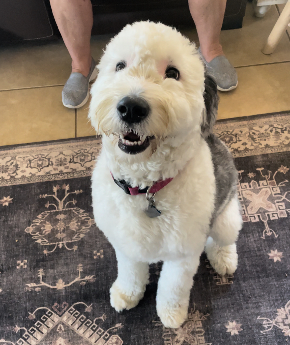 Bark Busters Reviews