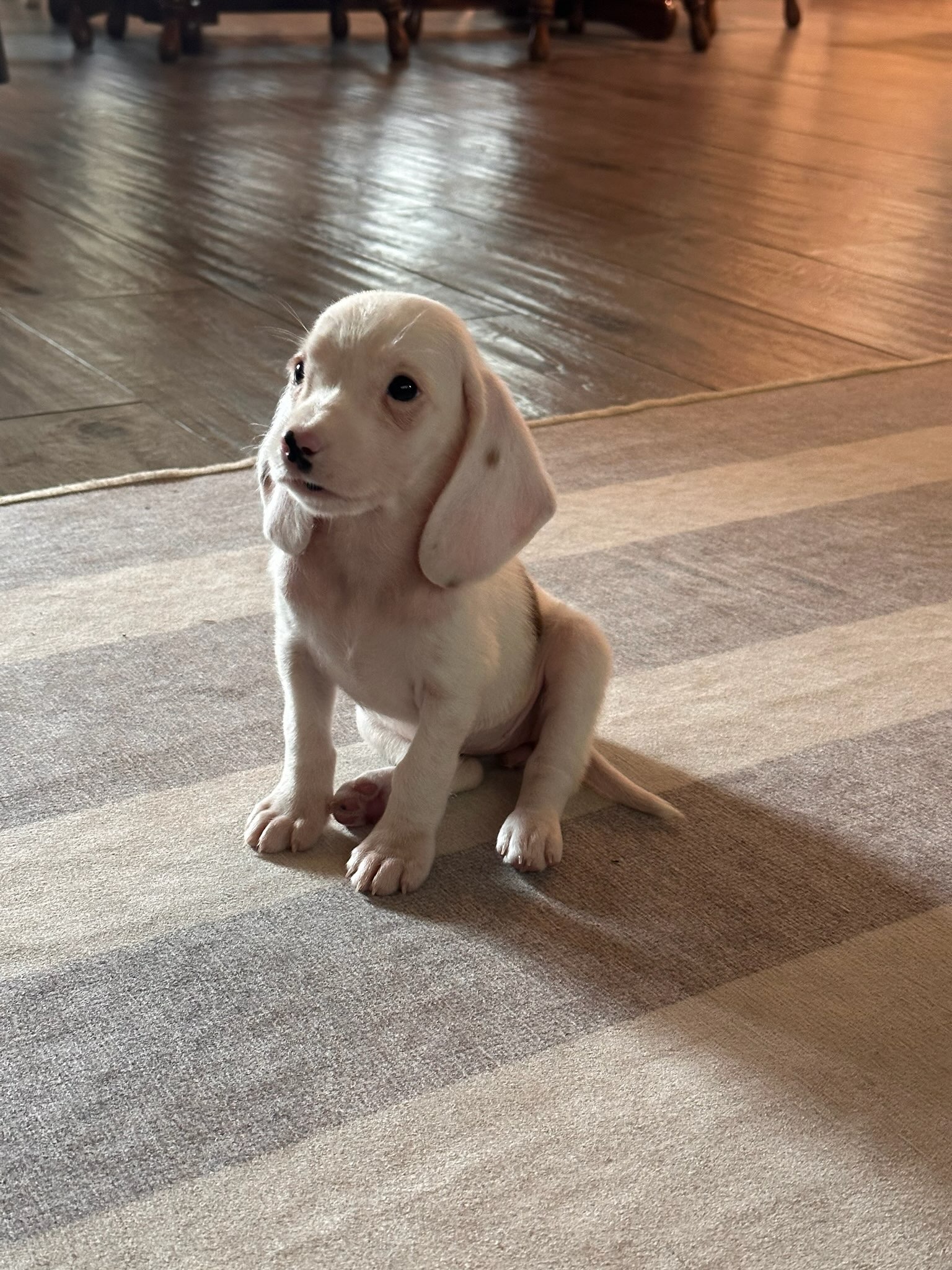 Bark Busters Reviews