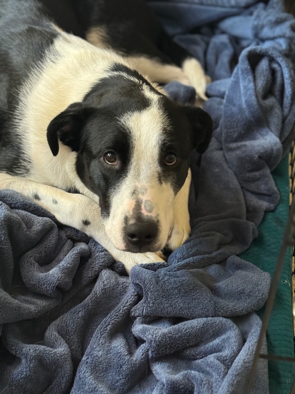 Dog Training in South Orange County, CA