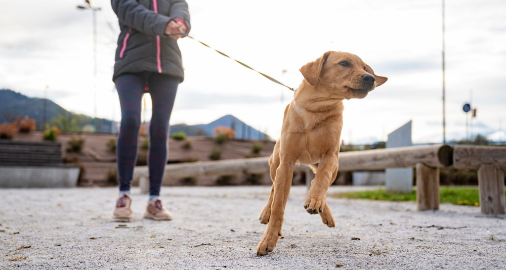Dog Training in Phoenix-Scottsdale, Arizona | Bark Busters