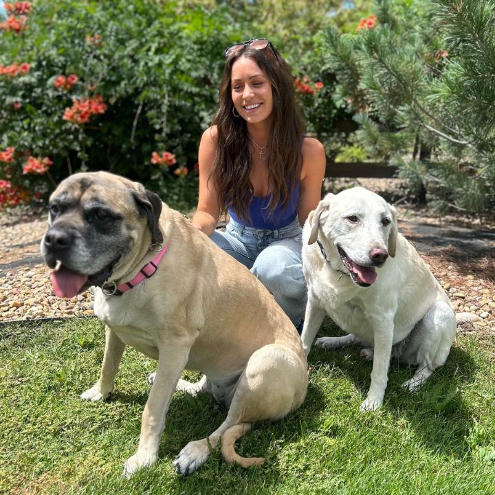 Dog Training in San Fernando Valley